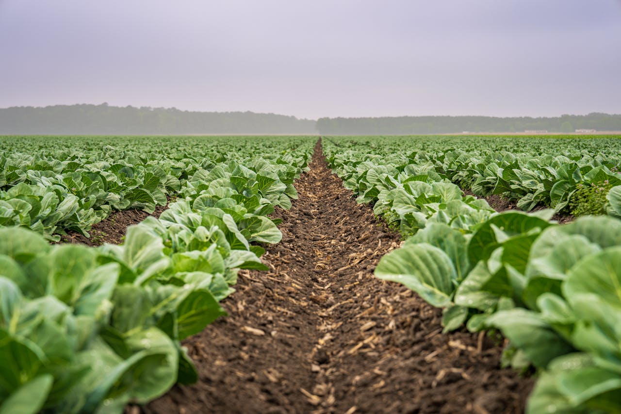 Bioceres Crop Solutions Unveils Board of Directors